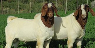 Home - Doornpoort Farming