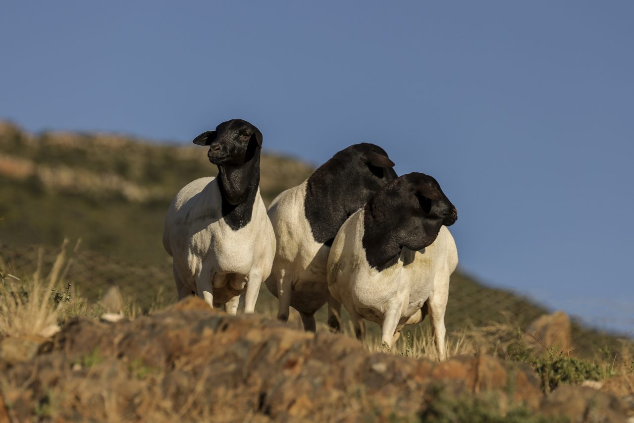 Persian Sheep - Doornpoort Farming - Everything about Persian Sheep